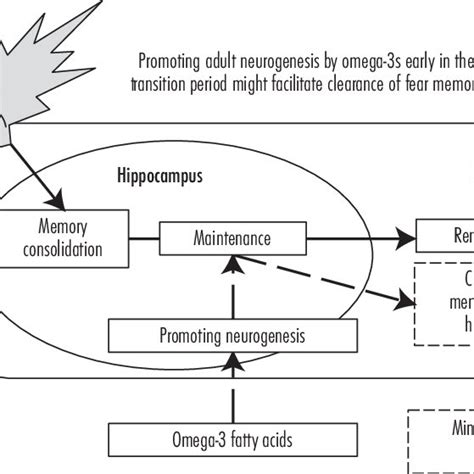 1 Schematic Illustration Of The Development Of Ptsd Focusing On