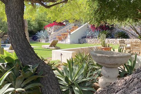 Agave Attenuata Foxtail Agave Care And Cultivation Debra Lee Baldwin