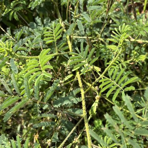 Mimosa Diplotricha Giant Sensitive Plant Wild Plants Invasive