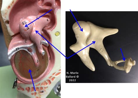 Auditory Ossicles Flashcards Tympanic Membrane And More Flashcards Quizlet
