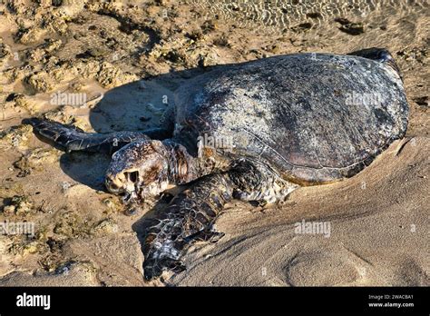 Decaying Dead Body Of A Sea Turtle On A Tropical Beach In Western