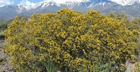 Plantas Curativas Las Especies Que Están A Nuestro Alrededor Que