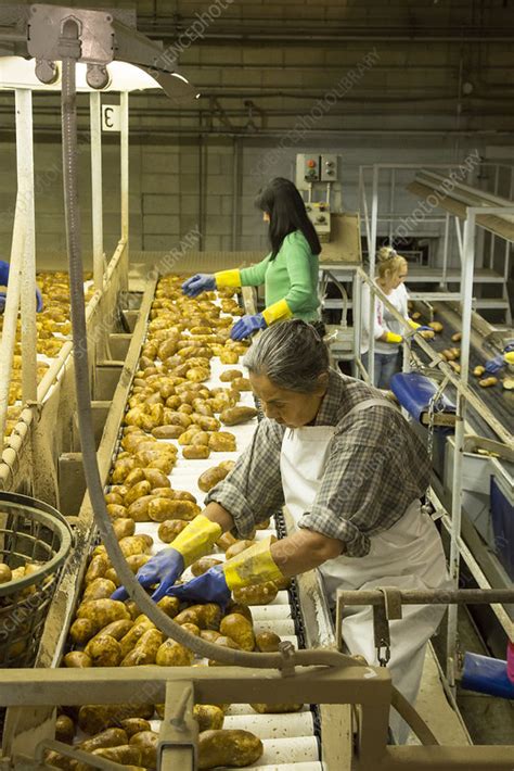 Potato Processing Plant Idaho Usa Stock Image C026 0804 Science Photo Library