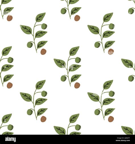 Nutmeg Blossom Stock Vector Images Alamy