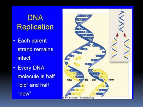 DNA REPLICATION AND REPAIR PPTX