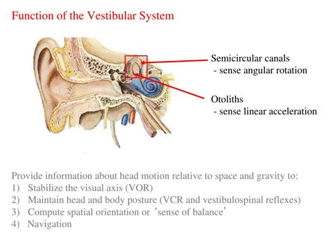 Ppt Sensory Motor Transformations In Vestibular Processing Day 1