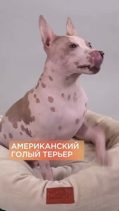 Порода без шерсти Vs с шерстью Shorts Youtube