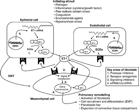 Production And Functional Activities Of Endothelin Et 1 Endothelin 1
