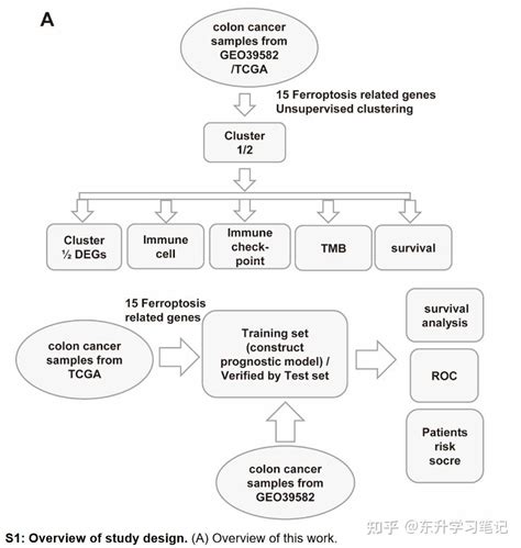 文献阅读——铁死亡相关基因 结肠癌 知乎
