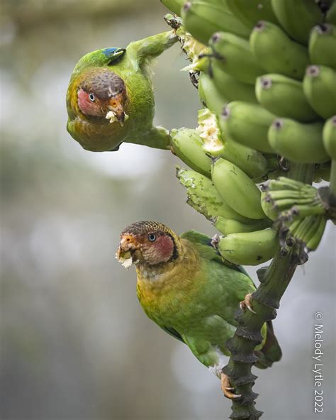 Rose Faced Parrot Pyrilia Pulchra Ecuador 2022 Melody Lytle Flickr