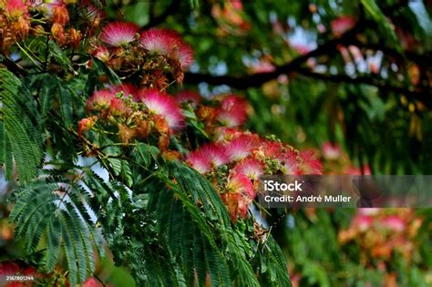 Albizia Julibrissin The Persian Silk Tree Pink Silk Tree Or Mimosa Tree