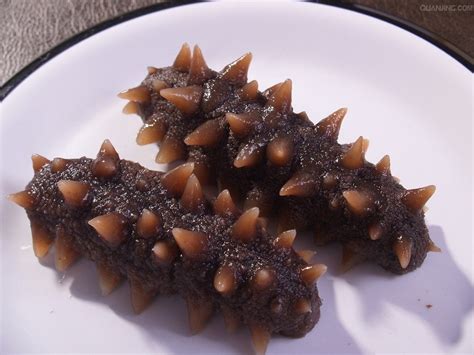 Campbells Souper Biology Echinoderms