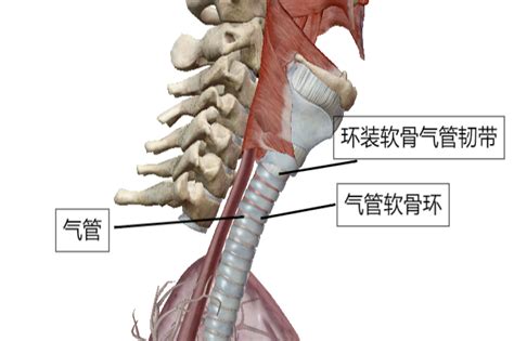 人体气管和食管结构图