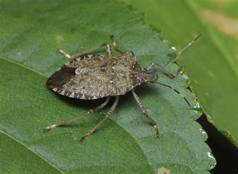 აფხაზეთში ფაროსანას რაოდენობა იზრდება დე ფაქტო მთავრობა სახსრებს ეძებს Bpn