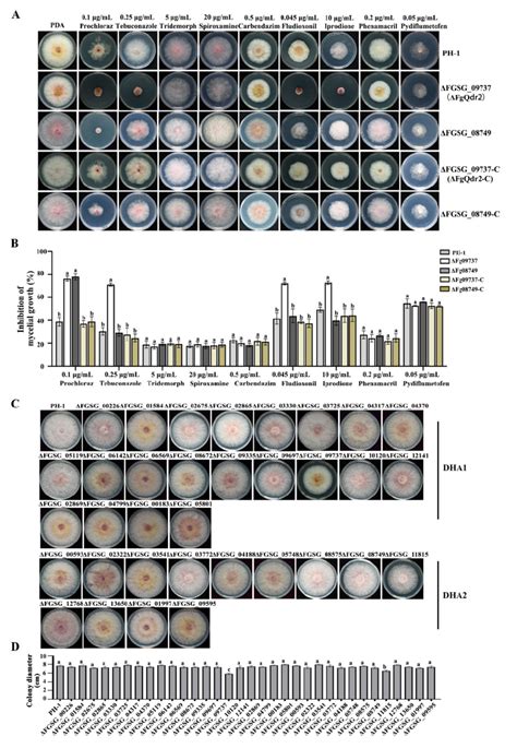 Fgqdr2 Is Required For Multiple Drug Resistance And Mycelial Growth In Download Scientific