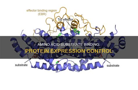 Amino Acid Substrate Binding Protein Expression Control Medshun