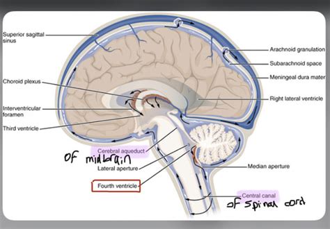 Fourth Ventricle Flashcards Quizlet