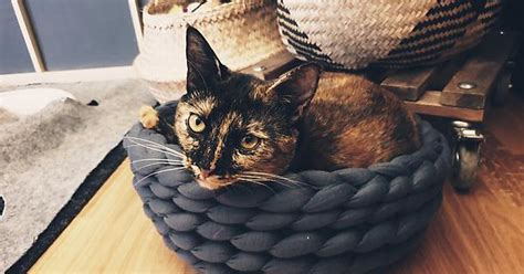 Three Months Ago I Made A Hand Knitted Cat Bednot Before Today It