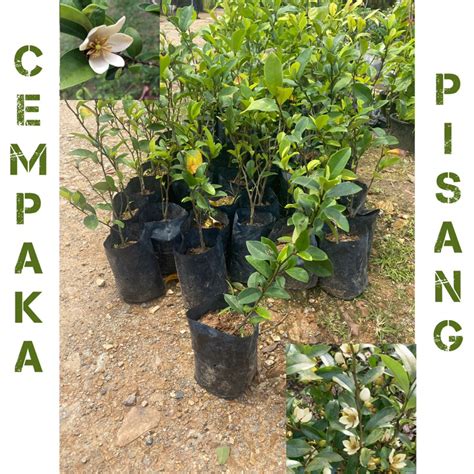 Pokok Bunga Cempaka Pisang Hybrid Cempaka Keling Thai Wangi Murah