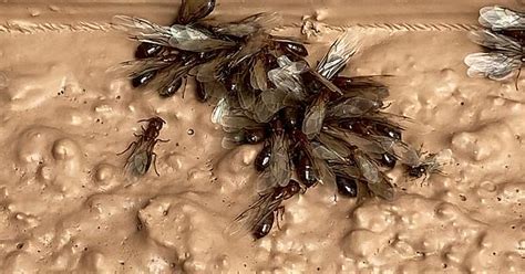 What Are These Bugs Album On Imgur