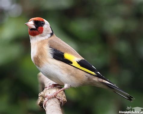 24 عکس از زیباترین پرنده جهان که باعث شگفتی می شود