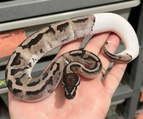 Vpi Axanthic Pied Ball Python By Constricted Reptiles Morphmarket
