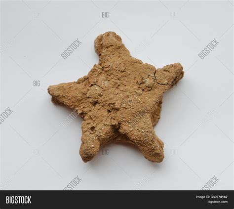 Star Sand Mud Image And Photo Free Trial Bigstock