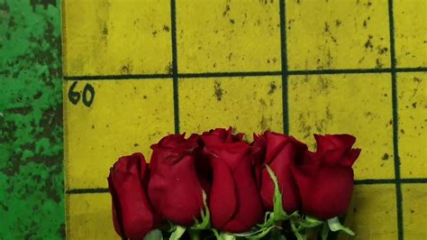 인터넷꽃도매시장 에티오피아장미 프리덤장미 전국꽃집 꽃도매 꽃쇼핑몰 생화도매 생화쇼핑몰 꽃다발 꽃바구니 Youtube