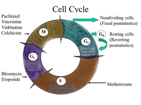 Introduction To Cells And Tissues By Vijay Kapal Ppt Download