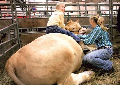 A Fair Day For Budding Livestock Barons