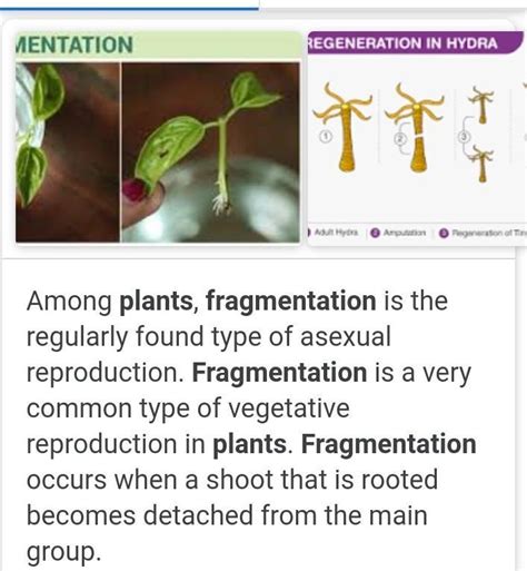 Fragmentation In Plants