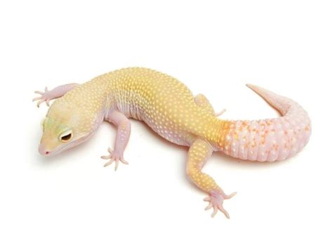 레오파드 게코 키우기 네이버 블로그