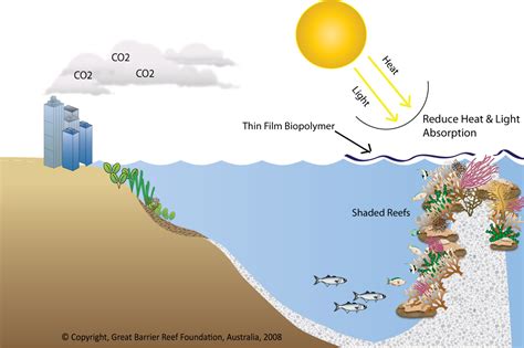 Diagram Of The Great Barrier Reef Online