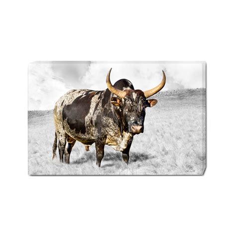 Ngb 004 Nguni Galore