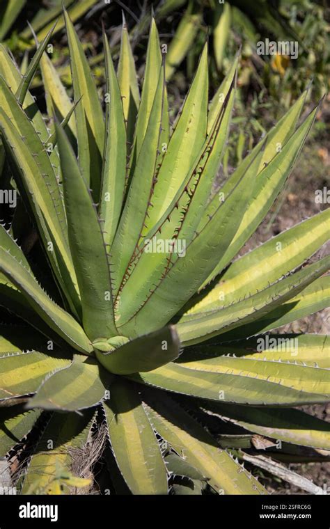 Wild Maguey Jabali Agave Convallis Plants On An Organic Plantation