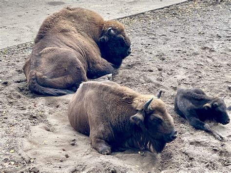 Wisentreservat Damerow Lädt Zum Wald Erlebnistag Ein Wir Sind Müritzer