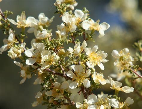 8 Low Maintenance And Beautiful Shrubs You Need On Your Utah Property