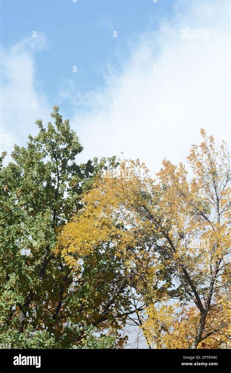 Fragment Of Trees Whose Leaves Change Color In The Autumn Season Stock Photo Alamy