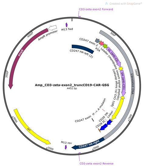 Addgene Puc19 Hdrt Cd3z Trunccargsganti Cd19