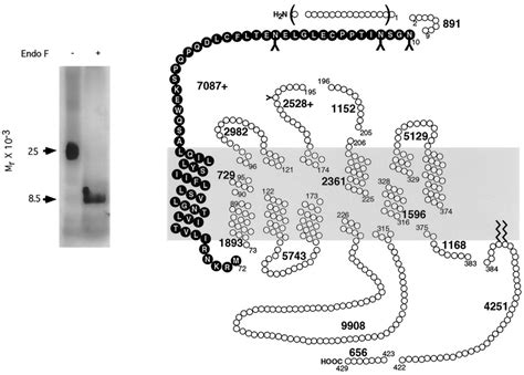 Cyanogen Bromide Cleavage Of The Photoaffinity Labeled Cck Receptor Download Scientific