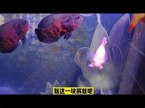 招财猫还是把清道夫吃了为什么有一条地图鱼总是捕鱼困难 YouTube