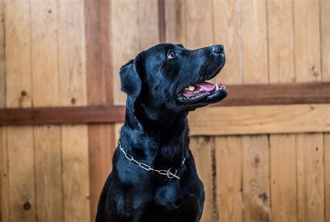 450 Amazing Names For Labrador Retrievers Ideas For Loyal And Loving