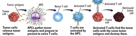 How The Immune System Attack Cancer [3] Download Scientific Diagram