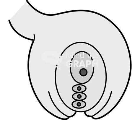 Angiosperm Fecundation 1