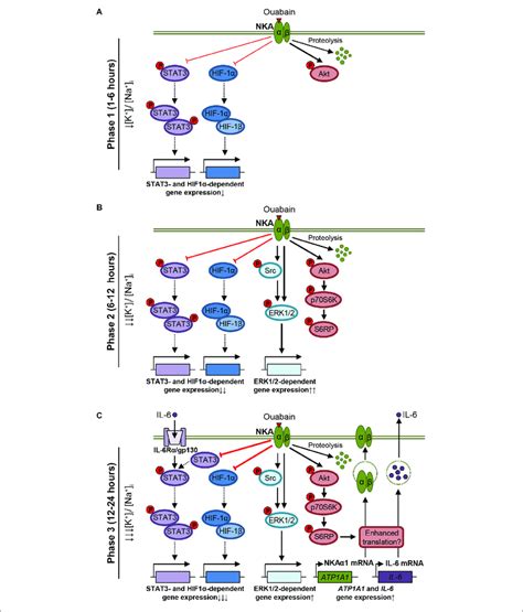 Overview Of Ouabain Effects In Cultured Human Skeletal Muscle Cells Download Scientific