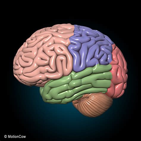 Human Brain Ultimate MotionCow