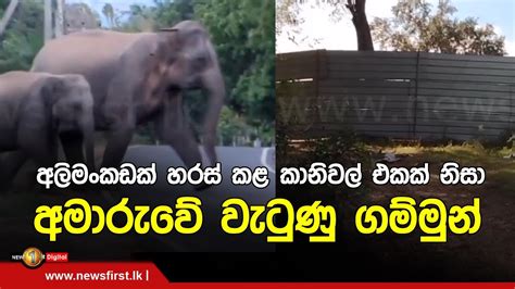 අලිමංකඩක් හරස් කළ කානිවල් එකක් නිසා අමාරුවේ වැටුණු ගම්මුන් Youtube