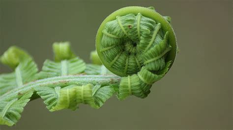 Cryptogams Definition Classification Etymology Origin