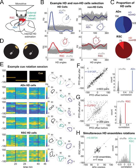 Figures And Data In Coordinated Head Direction Representations In Mouse Anterodorsal Thalamic