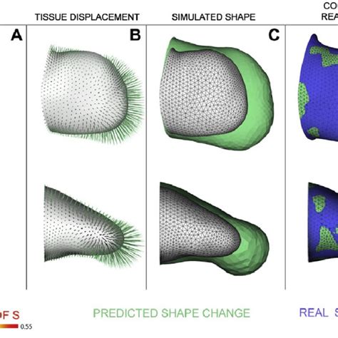 results of computational optimization of a finite element model for